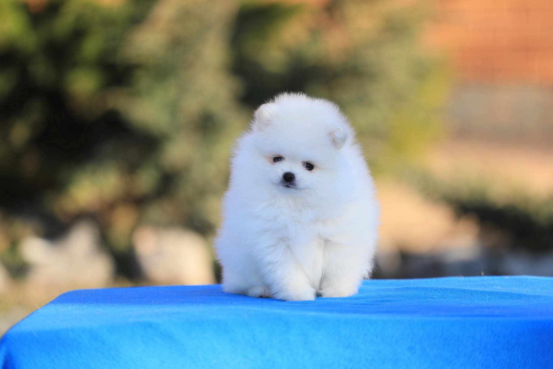 Angelpoms - Premium Pedigree Puppies